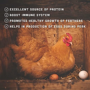 Downtown Pet Supply 1/2 lb Dried Mealworms for Wild Birds, Poultry, Reptiles, and Small Mammals Rich in Vitamin B12, B5, Protein, Fiber, and Omega 3 Fatty Acids - Great as Mealworms for Chicken