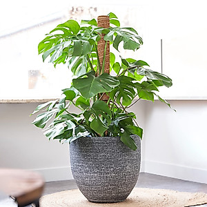 GROWNEER 24 Inch Moss Pole, 2 Pcs 15 Inch Stackable Totem Pole Plant Support, Moss Sticks for Indoor Plants with 15pcs Labels and 78in Garden Ties, Monstera Plant Stake for Climbing Plants Snake Plant