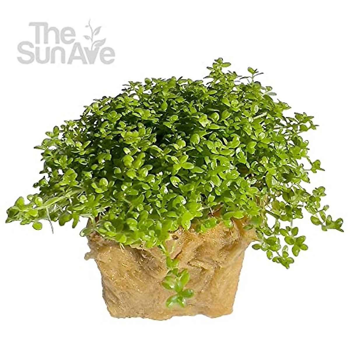 The Sun Ave Dwarf Baby Tears Hemianthus Callitrichoides HC Live Aquarium Plants Freshwater Fish Tank