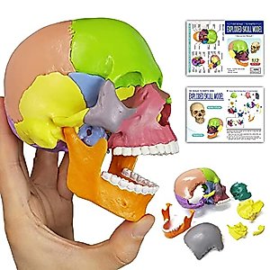 HADWYN New Update Anatomy Skull Model,15-Parts Puzzle Colorful Medical Skull Model for Kids,Human Anatomy Exploded Skull Detachable Medical Dental Clinic Teaching Equipment,with Detailed Color Manual