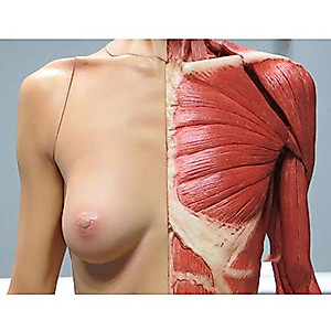 Anatomy Figure Uman Anatomical Muscle Bone and Skin Model Human Muscle Skeleton Anatomical Model PU Material Reference for Artist,A