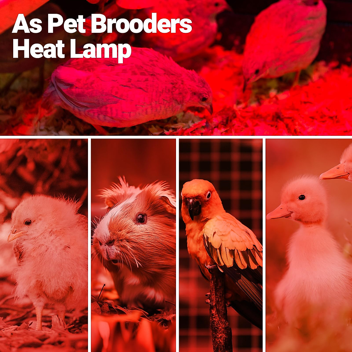 REPTI ZOO Reptile 50W Infrared Heat Lamp Bulb,2 Pack Infrared Basking Spot Light for Reptiles & Amphibian,Bearded Dragon,Leopard Gecko,Turtle,Lizard,Chickens | Pet Brooders Night Heat Lamp