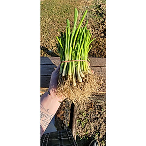 Sapelo Sweet Onion Plants