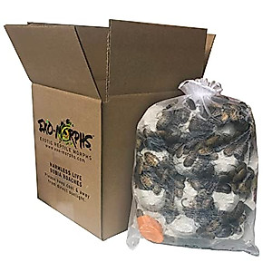 Exo-Morphs 100 Large Dubia Roaches (3/4-2 Inches Length) Reptile Food Live Arrival - Free Heat Pack Included If Needed