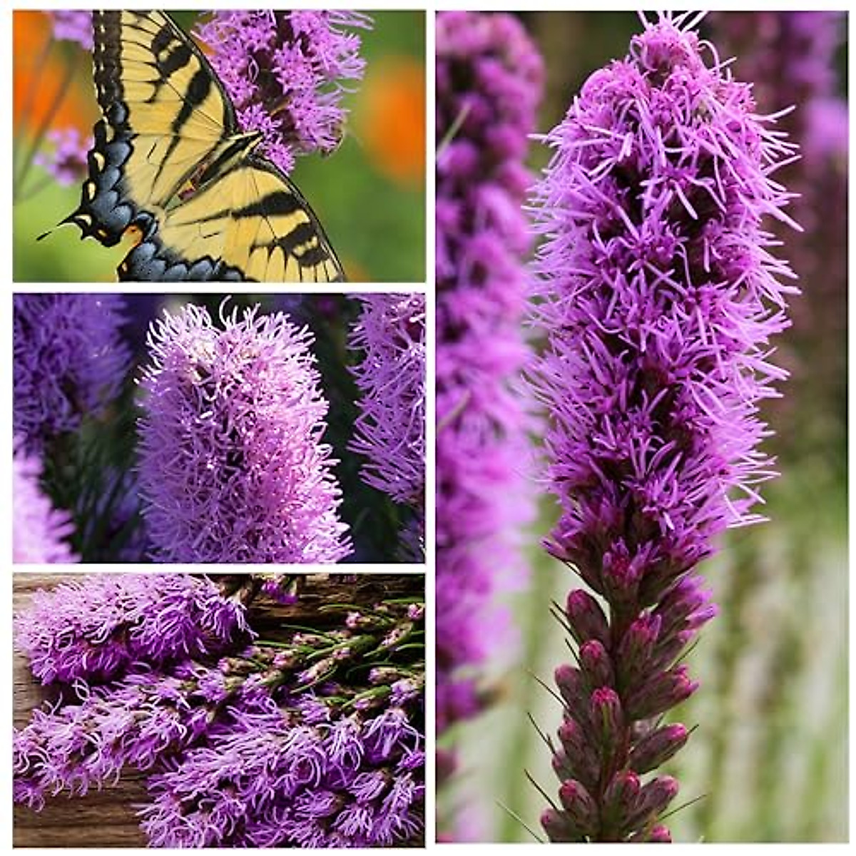Seed Needs, Gayfeather Seeds - 500 Heirloom Seeds for Planting Liatris spicata - Perennial, Open Pollinated Wildflowers That Attracts Pollinators to The Garden (1 Pack)