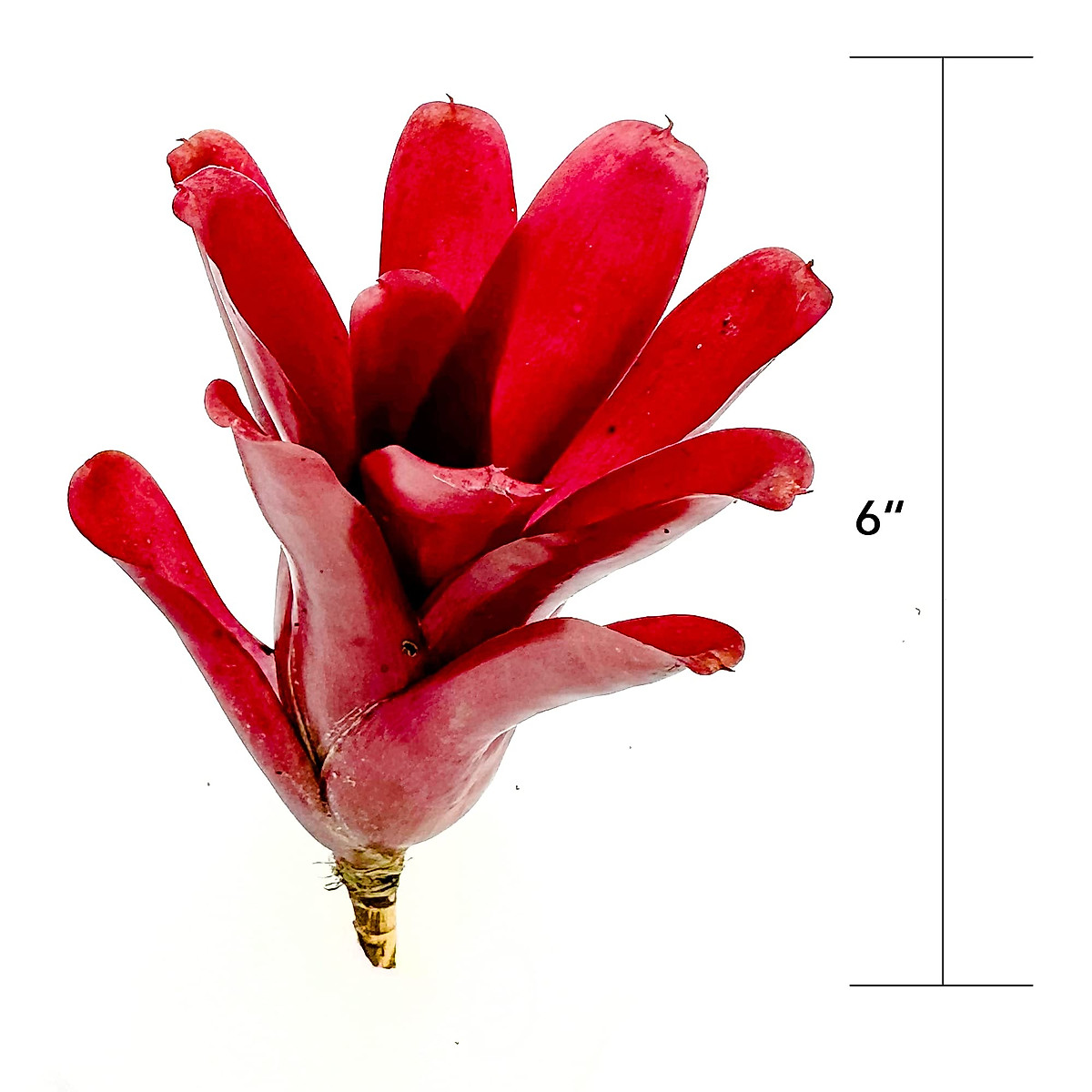 ragnaroc Live Plants - Bromeliad Neoregelia 'Fireball', Large 6" - 3ct - Live Arrival Guaranteed - House Plants for Home Decor & Gift