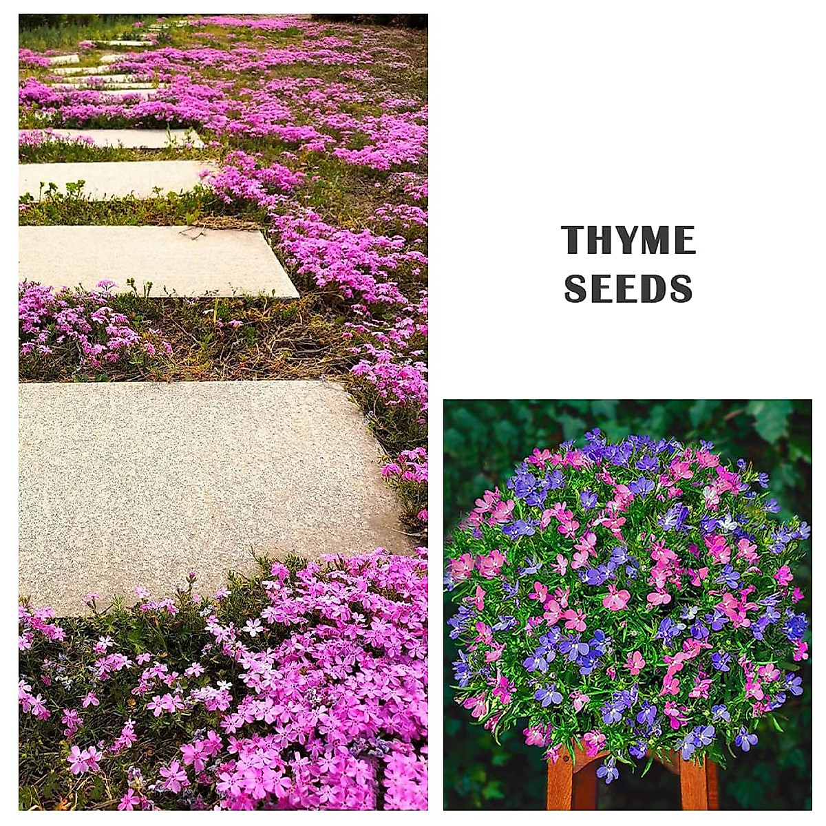 3000+ Mix Creeping Thyme Seeds Ground Cover for Planting - 6 Colours Individually Packed Thymus Serpyllum Heirloom Blue, Purple, White, Red, Green, Yellow Beautiful Perennial Flower