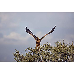 TAMRON Super Zoom Lens SP 150-600mm F5-6.3 Di VC USD G2 for Nikon Full Size A022N