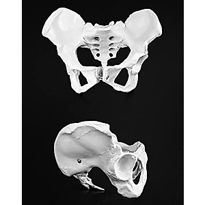 QWORK Life Size Female Hip Bone Pelvic Model, Female Pelvis Model, Including Two Hip Bones, Sacrum and 4/5 Lumbar Spine, Pelvic Skeleton Anatomical Model, for Science Studying