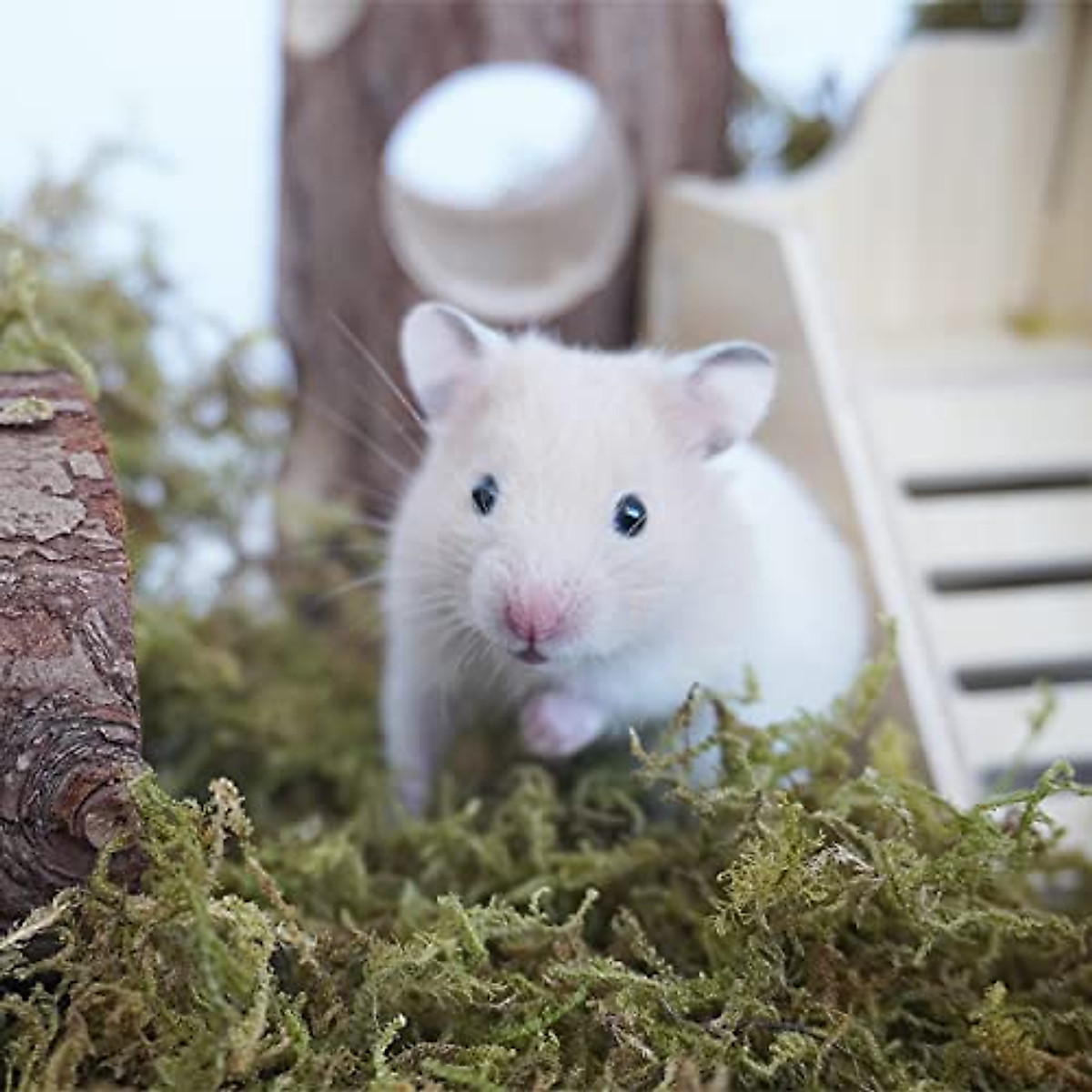 Begeterday 150g Pure Natural Forest Moss for Hamsters Bedding Nesting, Small Animal Habitat Decoration, Good for Hamster Cages Accessories