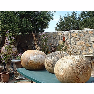 Bushel Basket Gourd Seeds,Fruit up to 100 lb,Make large baskets and decorations.(25 Seeds)