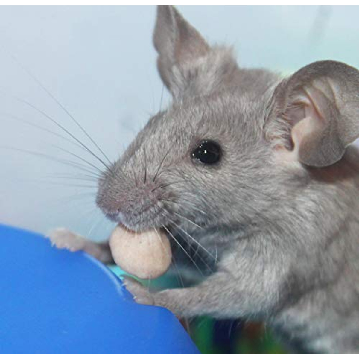 Vitakraft Drops Mini Banana & Cherry Flavor Dwarf Hamster, Rat, and Mouse Treat, 2.5 oz, Multi