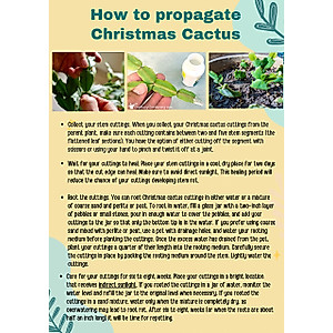 2" Peach Color Christmas Cactus Live Plant. (Peach)