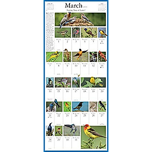 Audubon Songbirds and Other Backyard Birds Picture-A-Day Wall Calendar 2021