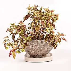 Plant Tray wth 4 Invisible Wheels, Plant Caddy with Wheels Rolling Plant Stand with Wheels 14 Inch Plant Dolly Heavy Duty Large Potted Plant Mover with Casters for Indoor and Outdoor(White Big)