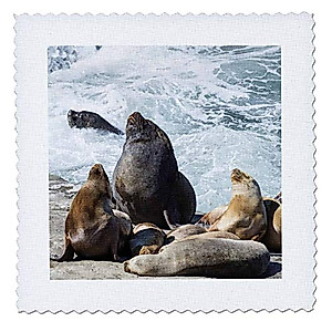 22x22 inch Quilt Square - Bull w Females. South American sea Lions in Valdes. Chubut, Argentina Animals