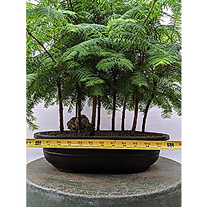 Redwood Forest Specimen Bonsai Tree