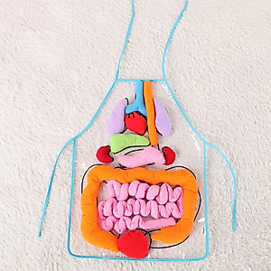 vocheer 3D Organ Apron, Anatomy Apron Human Body Organs Awareness Montessori Educational Tool Toy for Home Preschool Teaching Aid, Transparent…