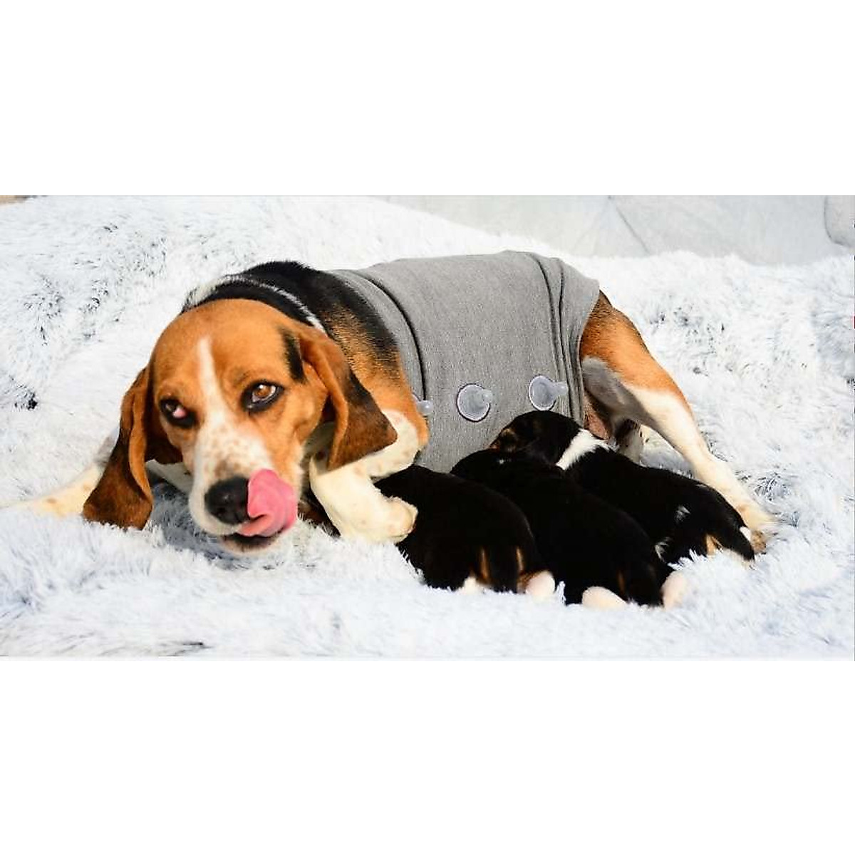 Dog Anxiety Vest with Artificial Nipple| Dog Belly wrap, reducing Anxiety, Pain| Dog weaning Control Suit| Dog Recovery Suit for Injury.