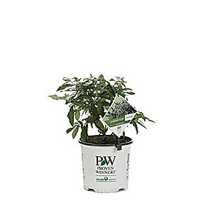 Pugster Blue Butterfly Bush (Buddleia) Live Shrub, Blue Flowers, 1 Gallon