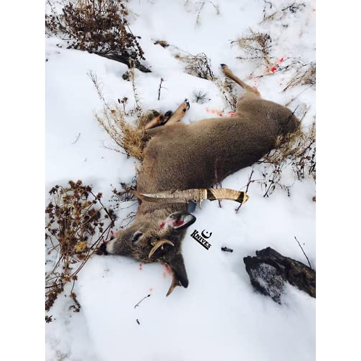 NoonKnives: Hand Made Damascus Steel Collectible Bowie Knife Handle Camel Bone with Bull Horn (Black and White)