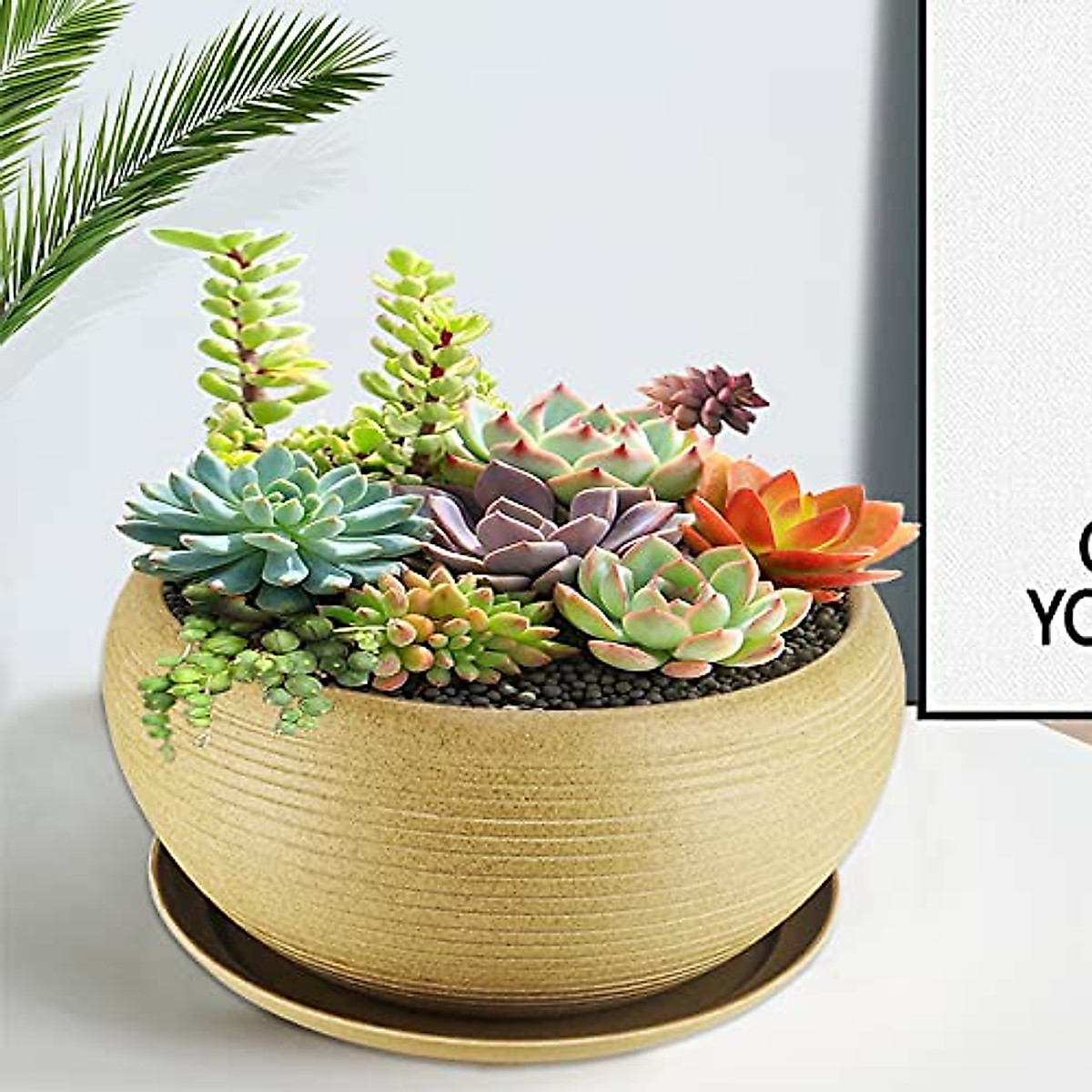 MUZHI 10” Round Large Ceramic Bonsai Bowl Planter，Clay Succulent Plant Pot Container with Saucer