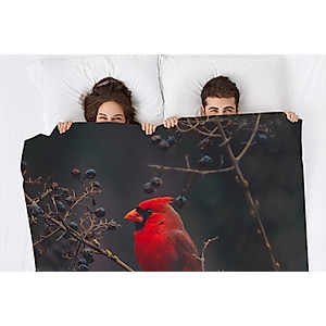 HGOD DESIGNS Red Bird Throw Blanket,Northern Cardinal Bird On The Tree Branch Soft Warm Decorative Throw Blanket for Bed Chair Couch Sofa 30"X40"
