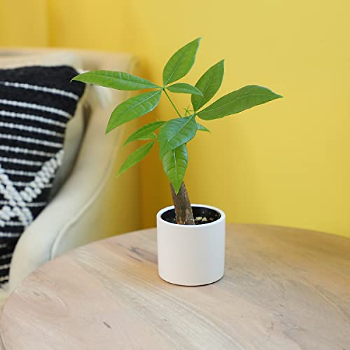 Altman Plants, Live Money Tree Plant, Pachira Aquatica Money Tree, Feng Shui Money Tree Pachira Aquatica Plant, Pachira Plant Bonsai Tree in Planter Pot with Soil, Money Tree Plant Indoor Plants