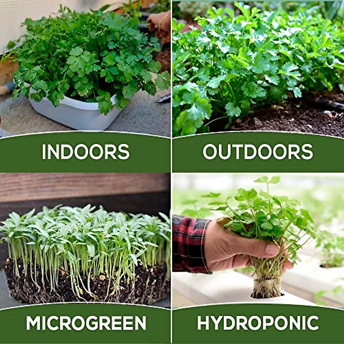 Medicinal and Tea Herb Seeds Variety Pack for Planting Indoors, Outdoors and Hydroponically - USA Grown, Heirloom, Non GMO Herbal Garden Seeds, Including Basil and Cilantro