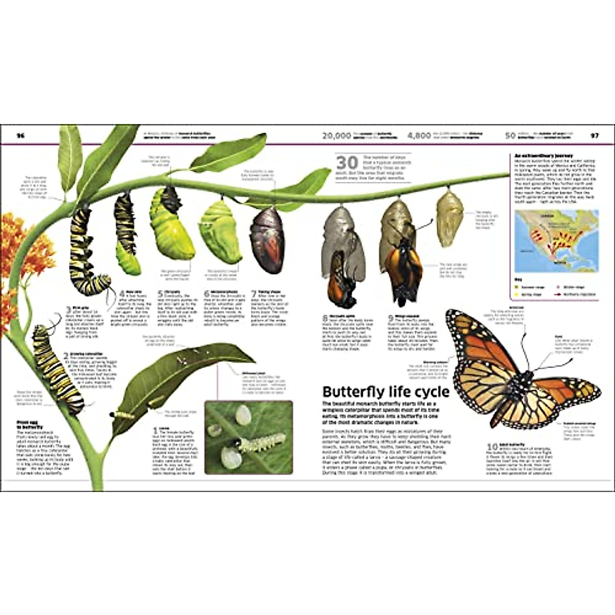 Knowledge Encyclopedia (Updated and Enlarged Edition): The World as You've Never Seen It Before (DK Knowledge Encyclopedias)