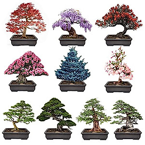 300+ Bonsai Tree Seeds – 10 Popular Varieties of Non GMO Heirloom Bonsai Seeds Red Maple, elm Tree, Blue Spruce, Black Spruce, Black Pine, Wisteria, Sakura, Flame Tree, Bauhinia, Dawn Redwood