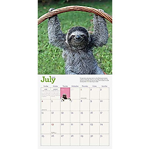 Original Sloths Wall Calendar 2021