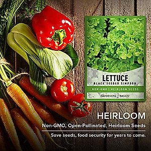 Green Leaf Lettuce Seeds For Planting - (Black Seeded Simpson Variety) Heirloom, Non-GMO Lettuce Variety- 2 Grams Seed Great For Spring, Summer, Fall, Winter Garden and Hydroponics by Gardeners Basics