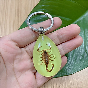 QTMY 6 Pack Insect in Resin Specimen Collection Luminous Glow in The Dark Keychain Keyring ,Halloween Christmas Science Classroon Decor Kits Set Education