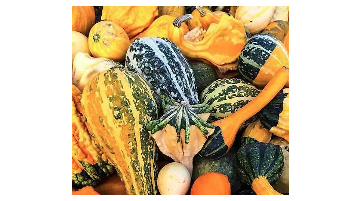 Large Gourd Mix Squash Seeds - Heirloom Non-GMO