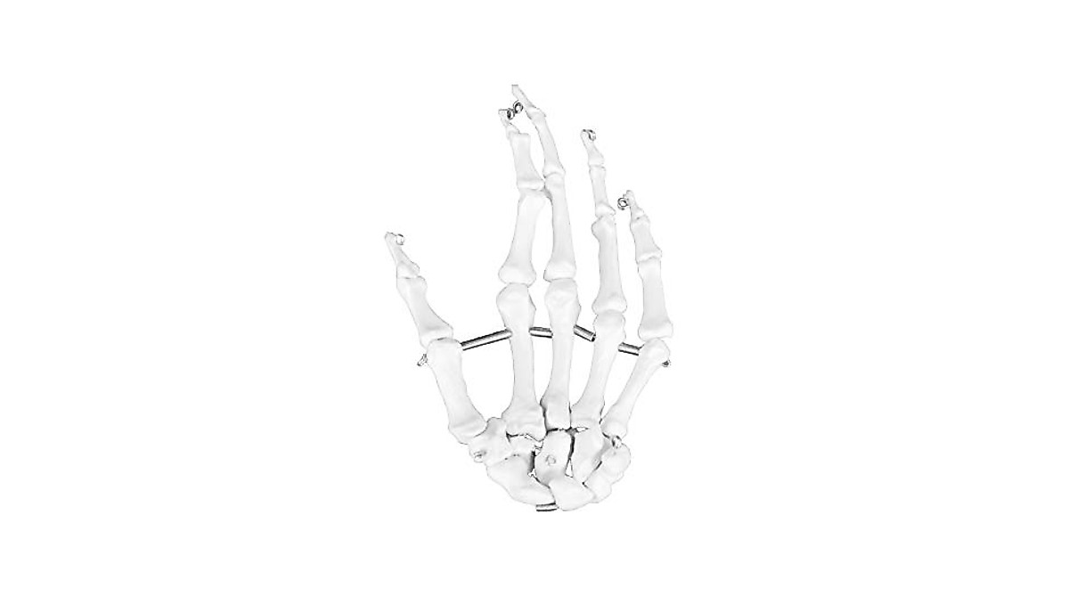 Parco Scientific Life Size Skeleton Model for Anatomy Study