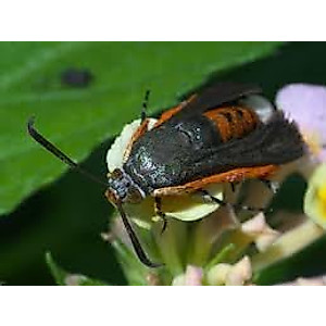 Pest Wizard Squash Vine Borer Trap Kit (2 Pack), Orange