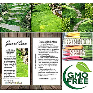 IRISH MOSS SEEDS, Sagina subulata, Heath Pearlwort, Perfect In Garden, Lawn Substitue or In-Between Stones, Groundcover Heath Pearlwort, Zones 4-10 - By MySeeds.Co (10000 Seeds)