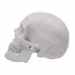 Human Anatomical Skull Model, 3 Part - Medical Quality Plastic Replica - 9" Height - Removable Calvaria - Articulated Mandible - Eisco Labs