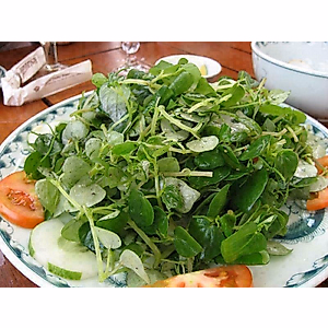 5000 Crab Claw Seeds - Rau Cang Cua - Herb Peperomia Pellucida Pansit Pansitan Shiny Bush | Non GMO | Organic | Heirloom | High Germination Rate