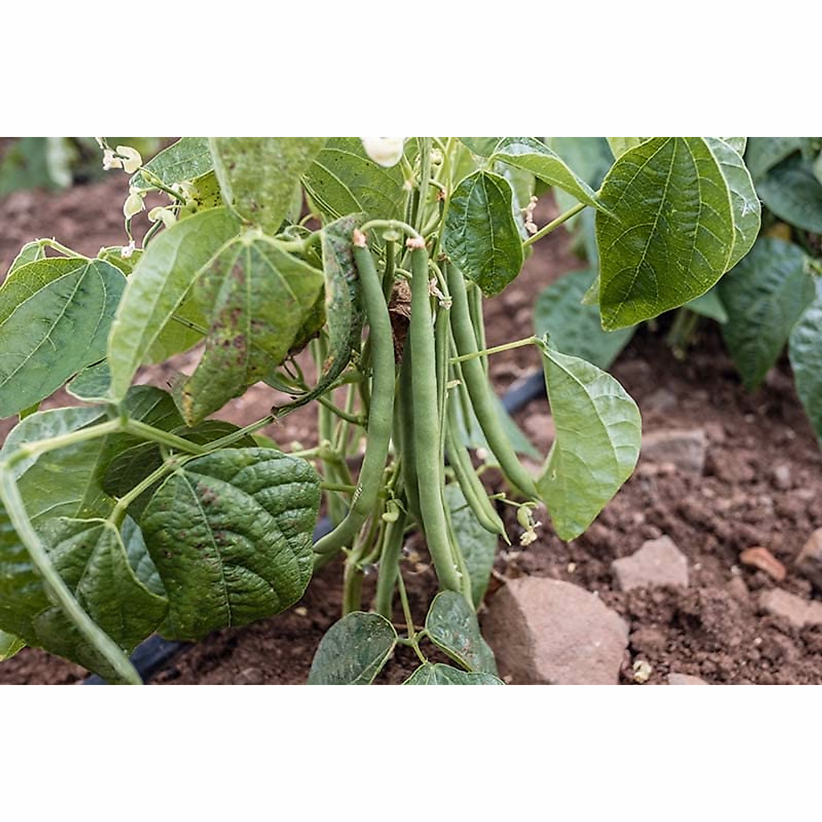 "Harvester" Bush Bean Seeds for Planting, 50+ Heirloom Seeds Per Packet, (Isla's Garden Seeds), Non GMO Seeds, Botanical Name: Phaseolus vulgaris, Great Home Garden Gift
