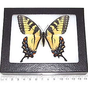 BicBugs Papilio Glaucus Female Real Framed Butterfly Black Blue Yellow