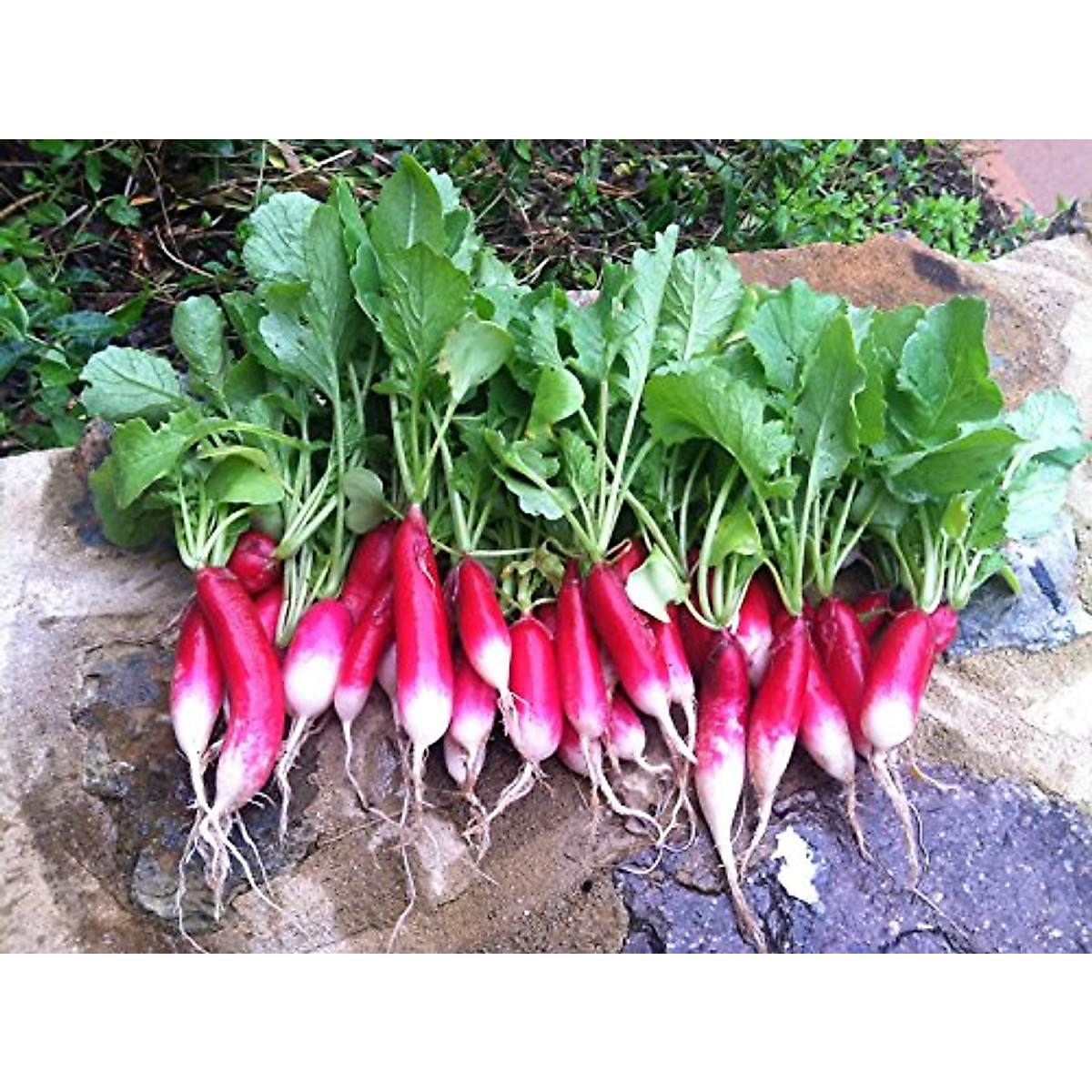 300 French Breakfast Radish Seeds Heirloom Non GMO Garden Vegetable Bulk Survival