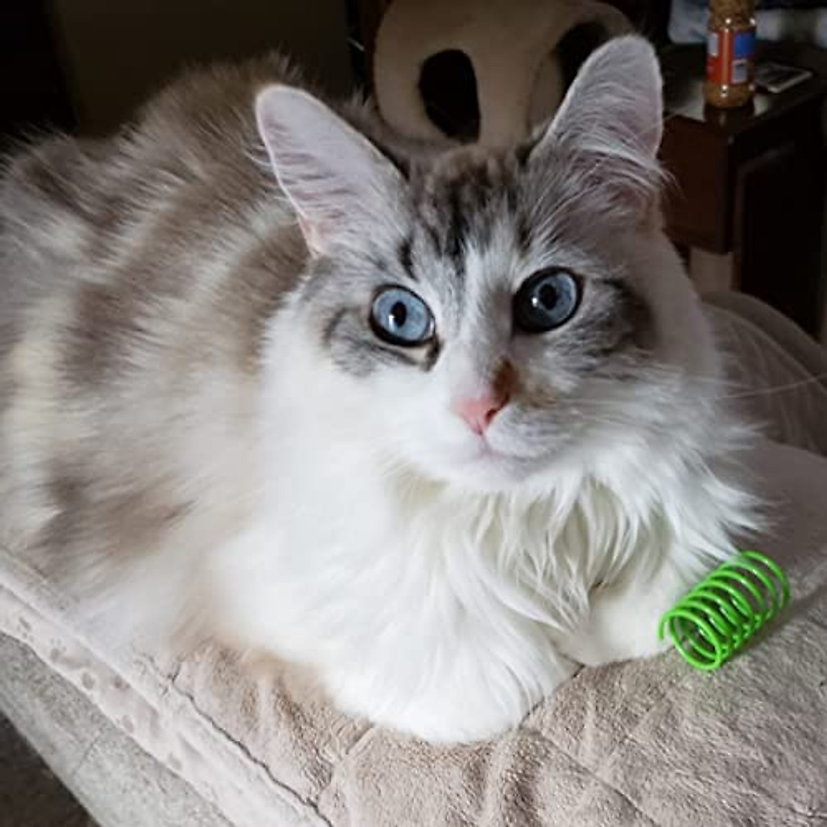 Cat Spring Toys 60 Pack, Colorful Springs Cat Toys Interactive Cat Toy Plastic Coil Spiral Springs Creative Cat Toy to Kill Time and Keep Fit Durable Heavy Plastic Spring for Indoor Cats Kitten Toys