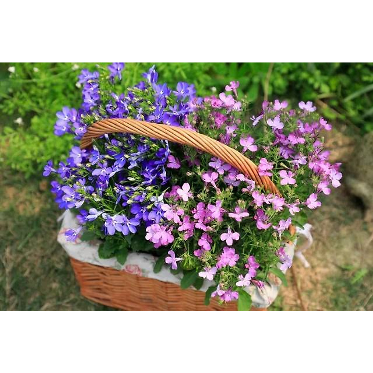 Mix Creeping Thyme Seeds for Planting Ground Cover Plants, Heirloom Non-GMO Thyme, 5 Colors- Individual packag, Easy to Plant and Grow, 1000+