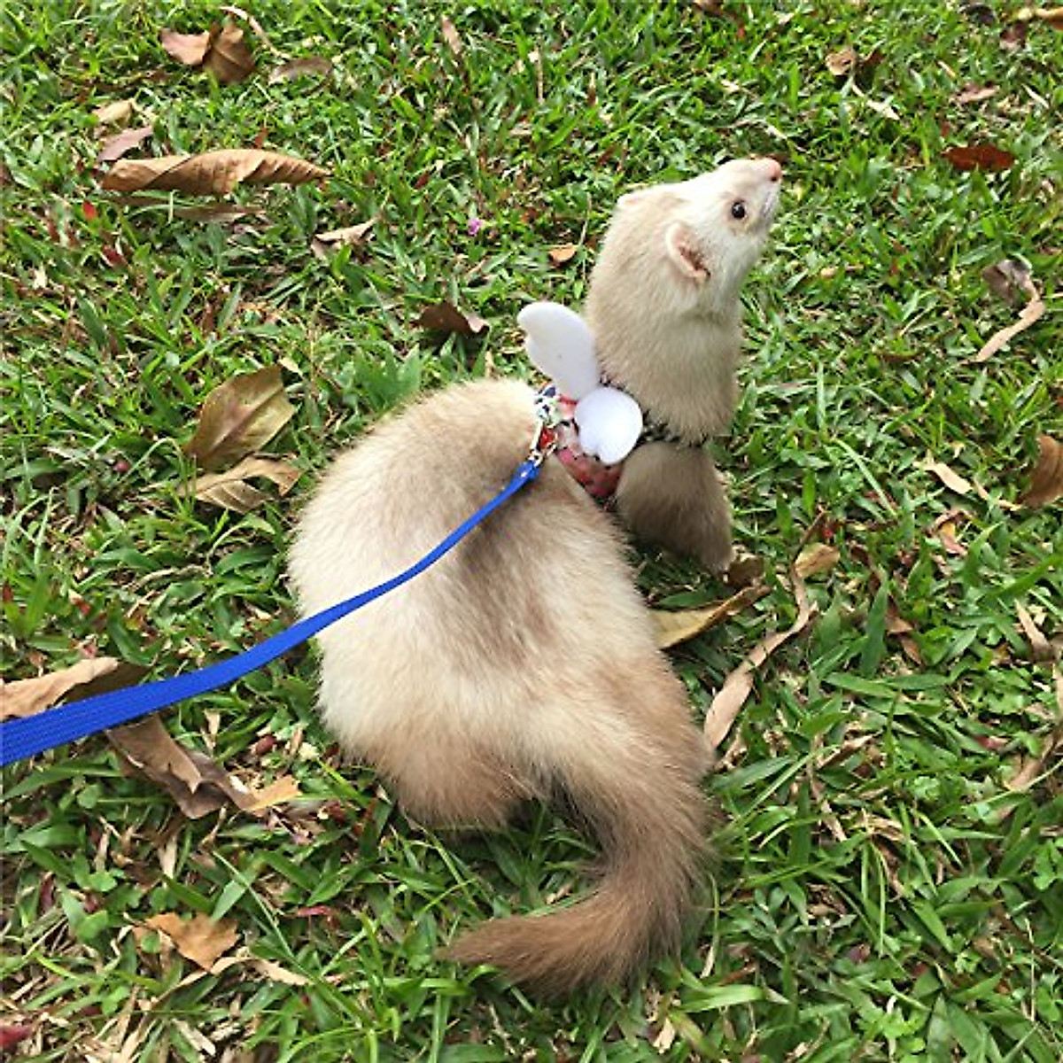 Ferret Harness and Leash Adjustable, Blue Sakura Cotton Cloth Ferret Walking Vest, Soft and Breathable Ferret Lead Leash with Angel Wings and Safe Bell