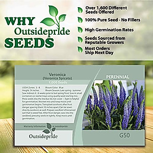 Outsidepride Veronica Spiked Speedwell Garden Flowers Attracting Bees, Butterflies & Hummingbirds - 1000 Seeds