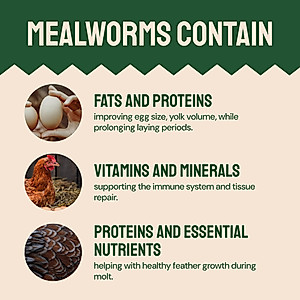 Hatortempt 5 lbs Non-GMO Dried Mealworms-High-Protein Mealworms for Wild Bird ,Chicken, Ducks,Fish,Reptile, Tortoise , Amphibian,Lizard