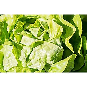 Butterhead Lettuce Seeds “White Boston” - Firm, Round Buttercrunch-Like Head Lettuce | Heirloom Seeds by Liliana's Garden |