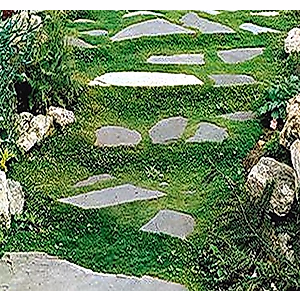 IRISH MOSS SEEDS, Sagina subulata, Heath Pearlwort, Perfect In Garden, Lawn Substitue or In-Between Stones, Groundcover Heath Pearlwort, Zones 4-10 - By MySeeds.Co (10000 Seeds)